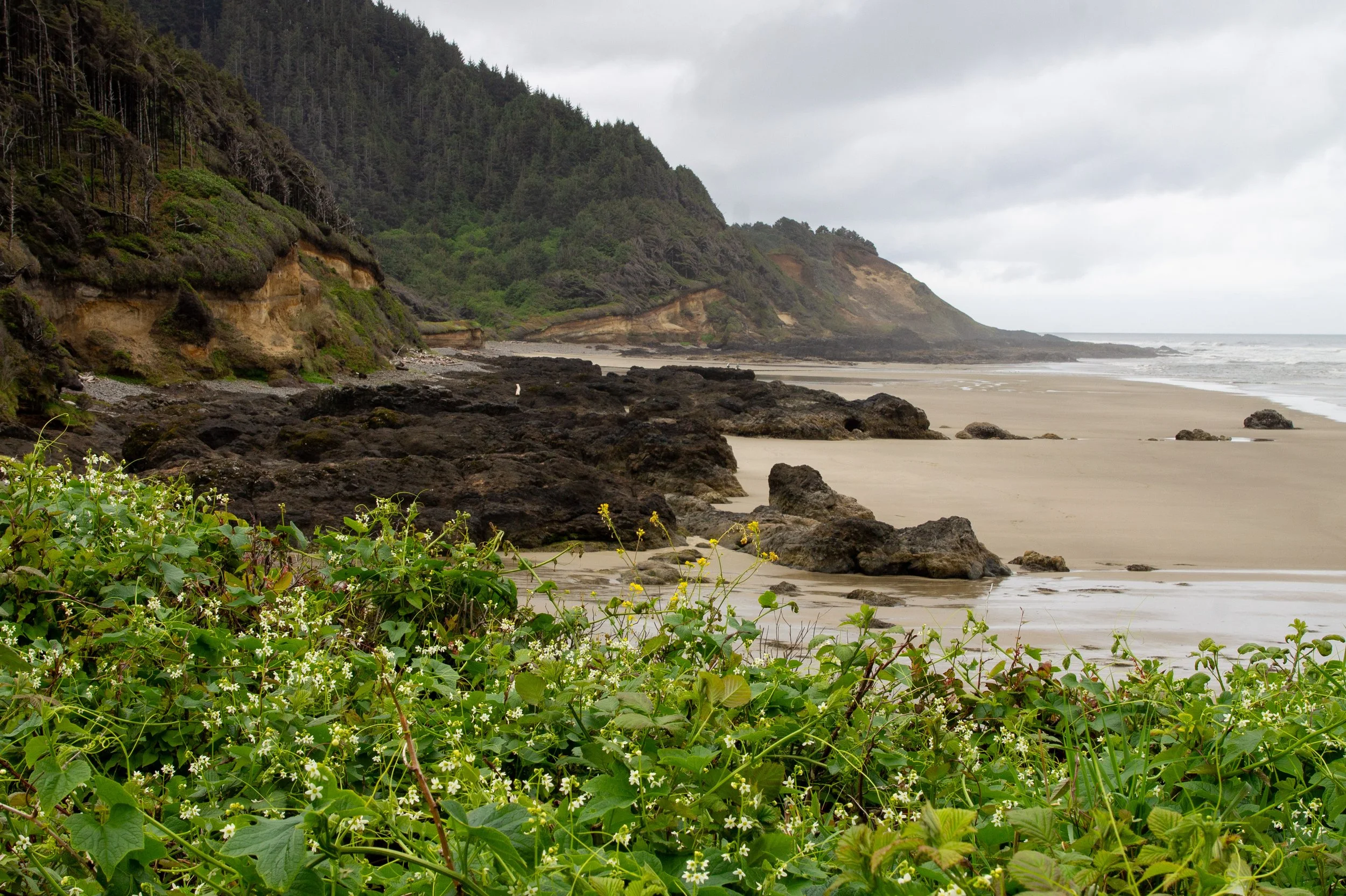 Neptune State Scenic Viewpoint — Pines and Vines