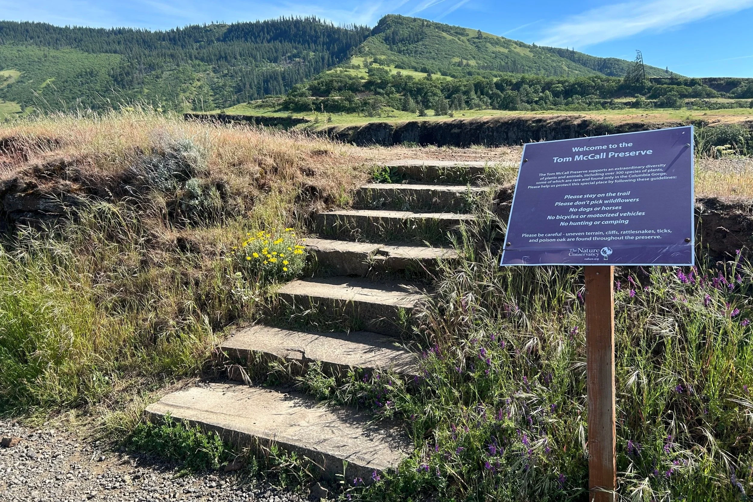 Tom McCall Point Wildflower Hike — Pines and Vines