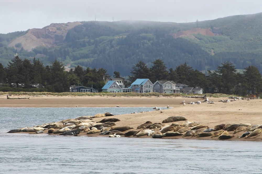 The Amazing Wildlife of the Oregon Coast (and where to see it!) — Pines ...