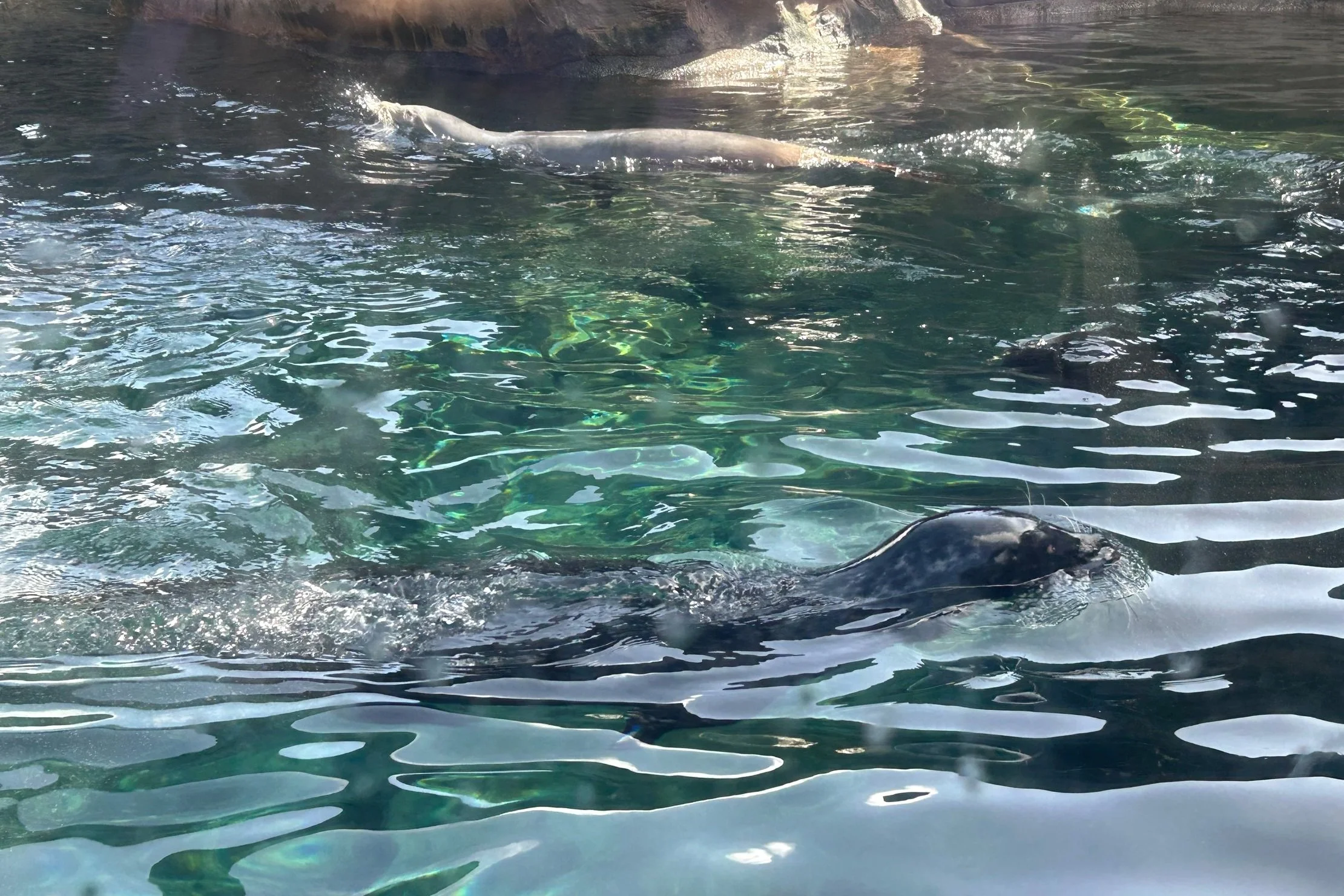 Quick Guide to the Oregon Coast Aquarium in Newport — Pines and Vines