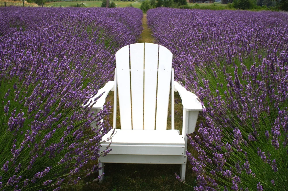 7 Stunning Lavender Farms near Portland — Pines and Vines