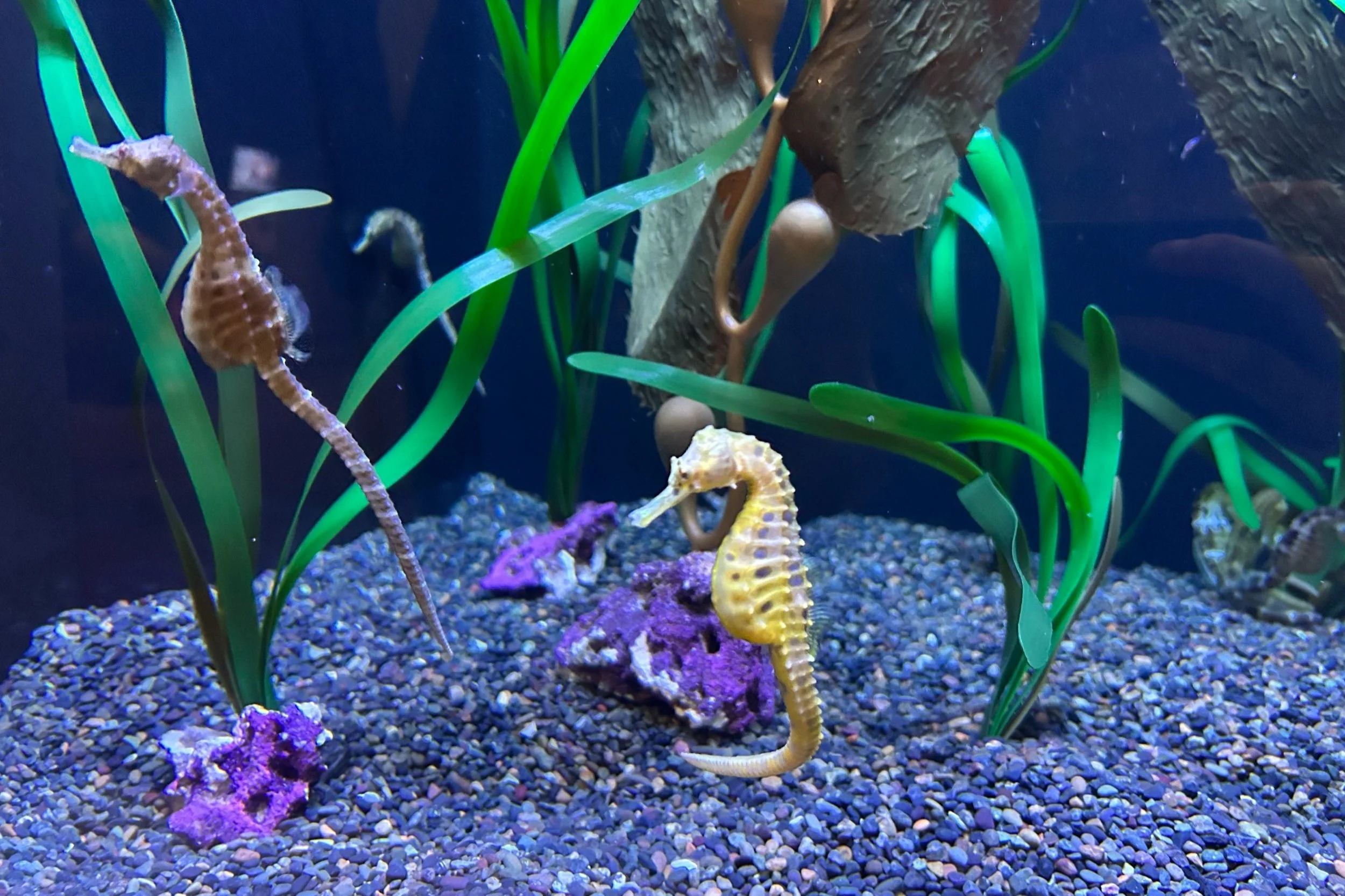 Quick Guide to the Oregon Coast Aquarium in Newport — Pines and Vines