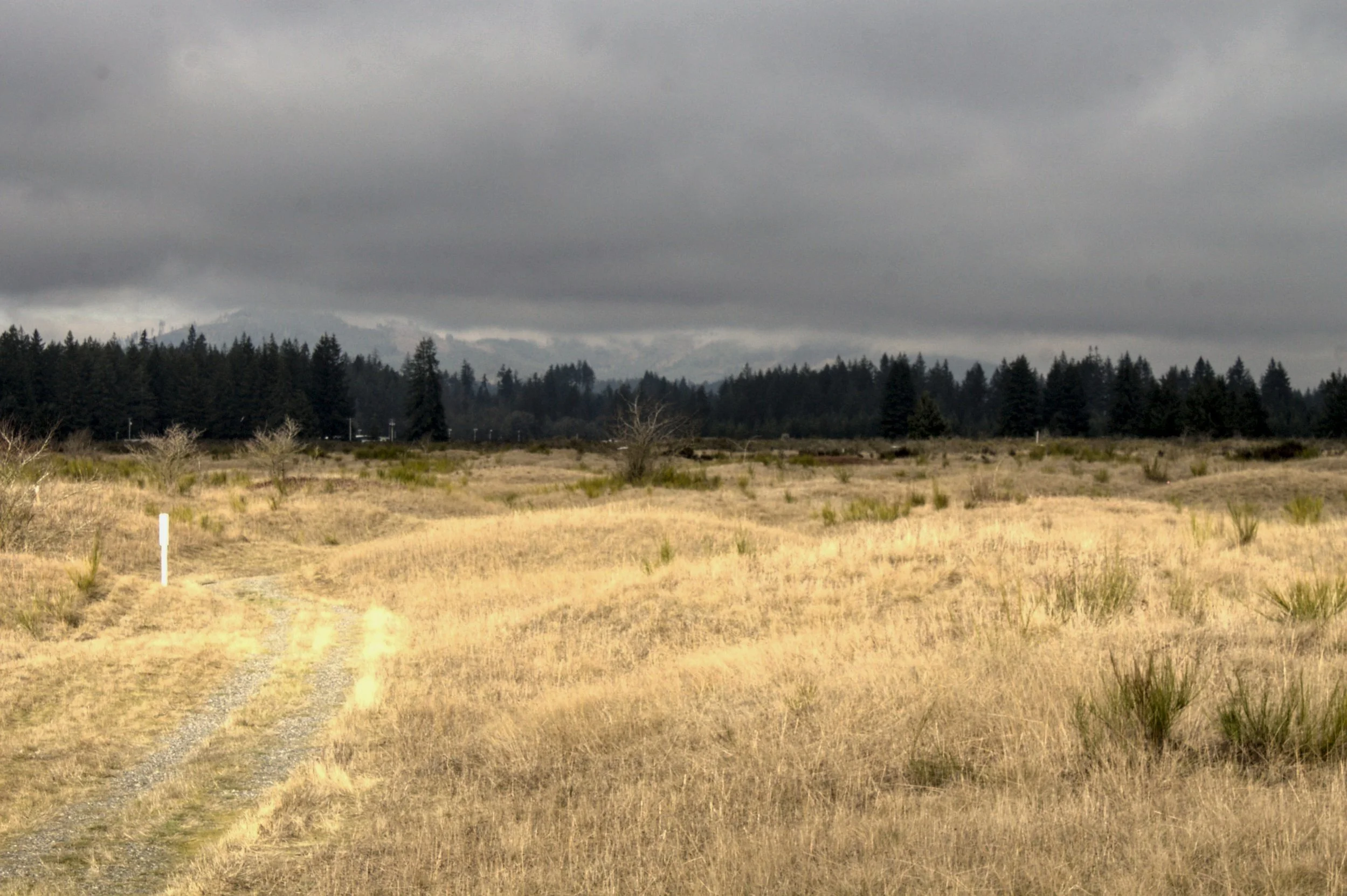 Washington’s Mysterious Mima Mounds — Pines and Vines — Pines and Vines