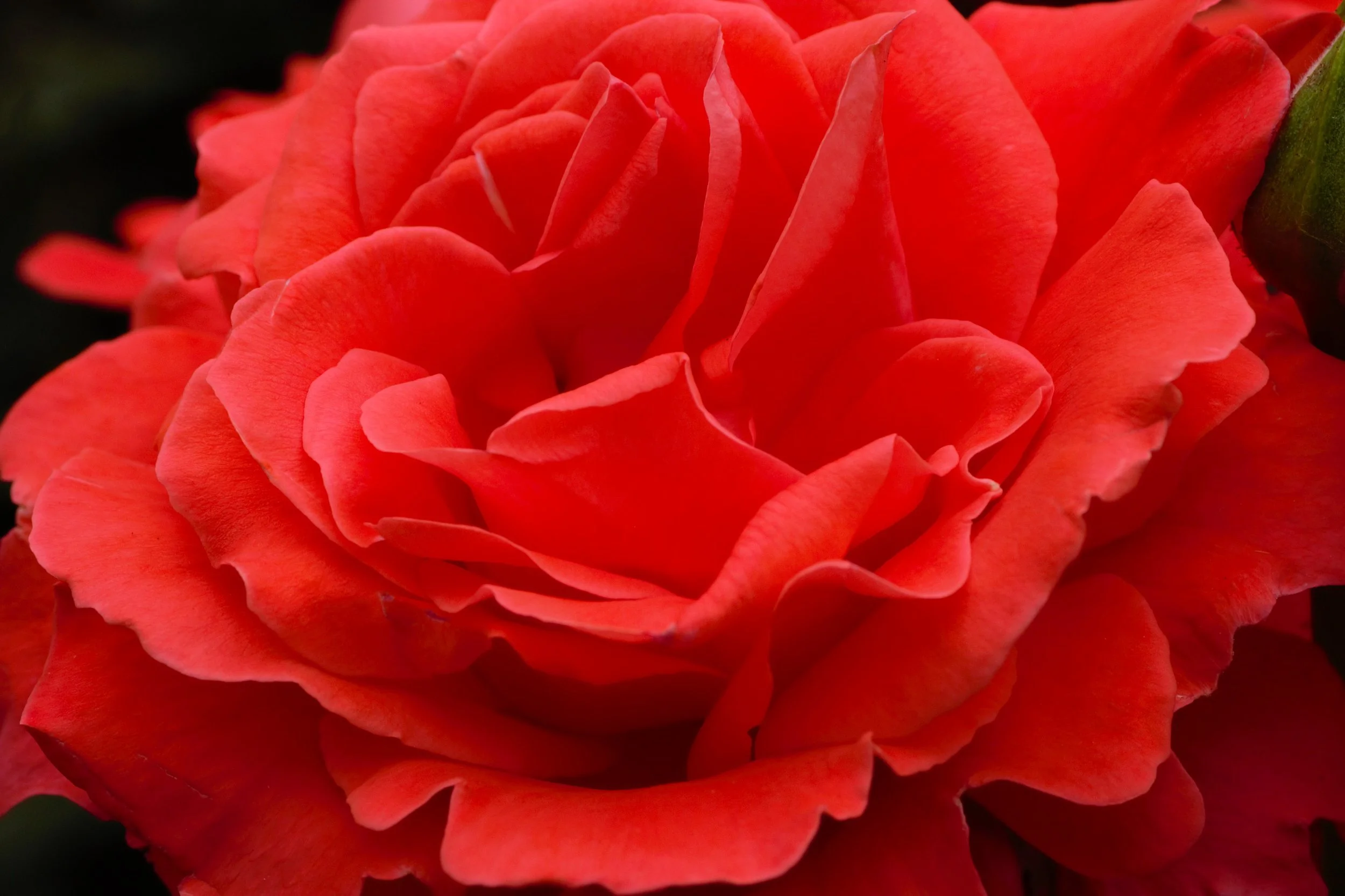 Quick Guide to the Portland Rose Garden — Pines and Vines