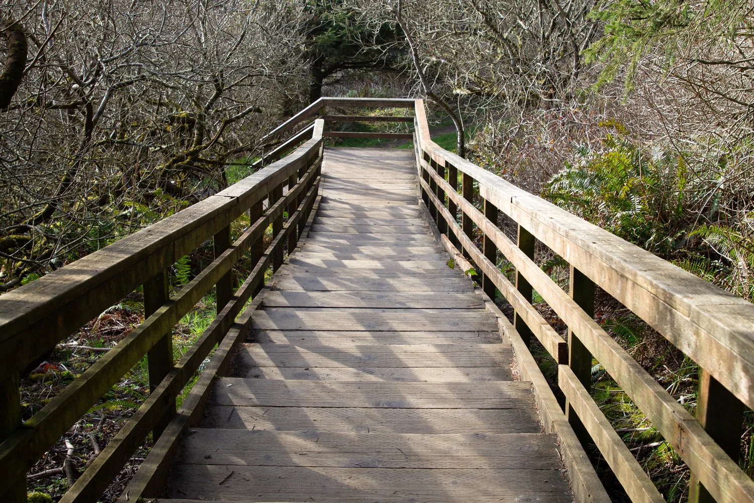 Clatsop Loop Trail — Pines and Vines