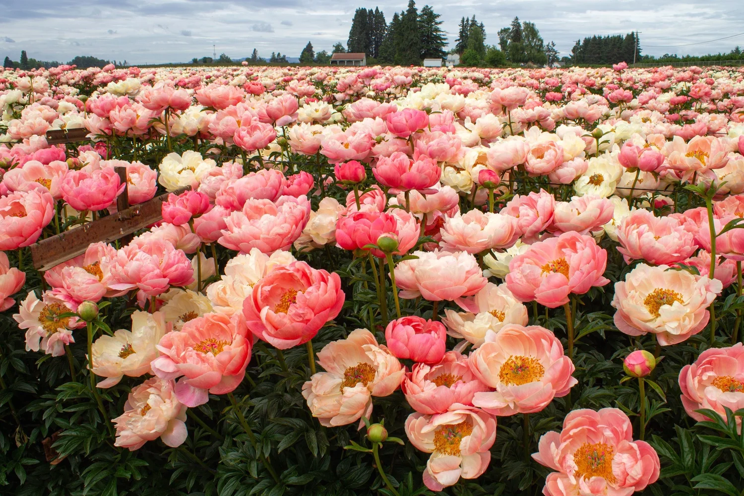 Quick Guide to the Iris and Peony Festivals in Salem, OR — Pines and Vines