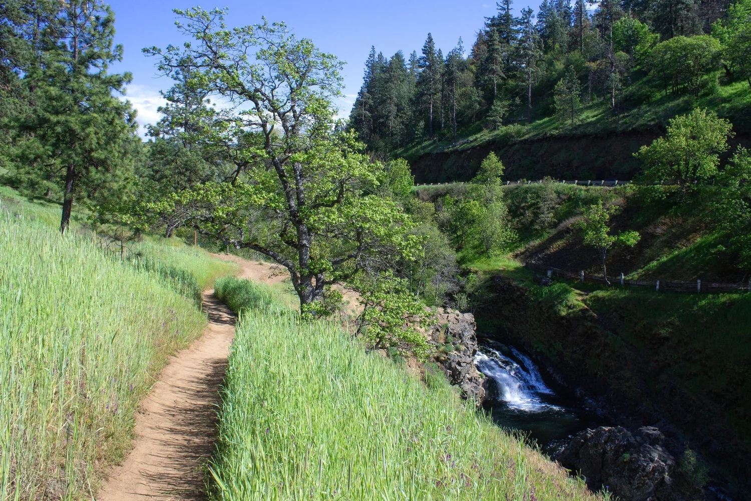The Glorious Wildflowers of the Mosier Plateau — Pines and Vines