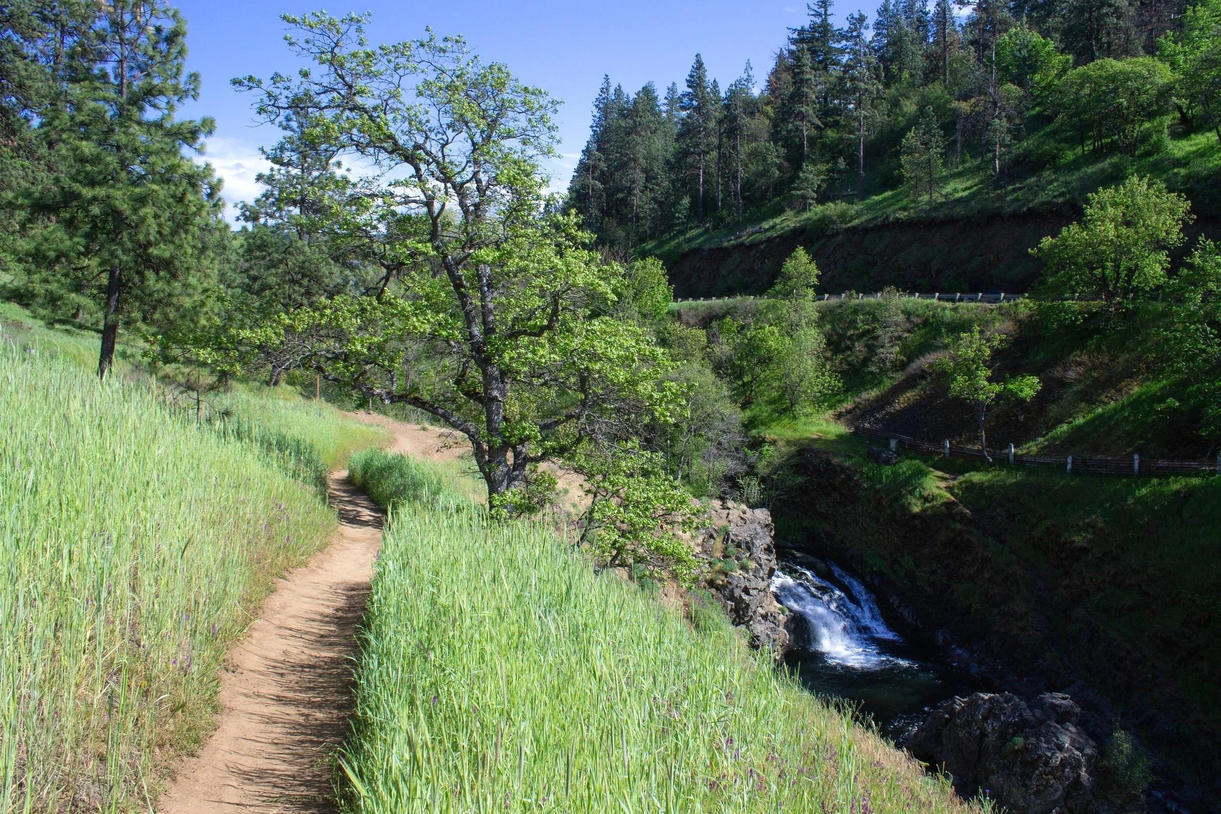The Glorious Wildflowers of the Mosier Plateau — Pines and Vines