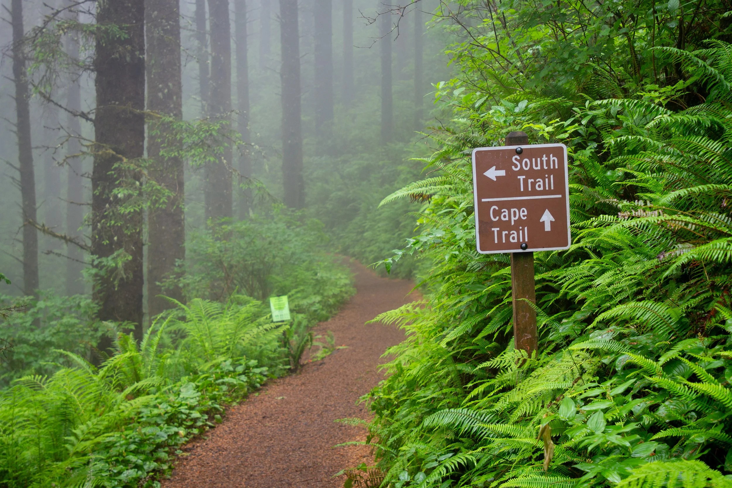 Cape Lookout Trail — Pines and Vines