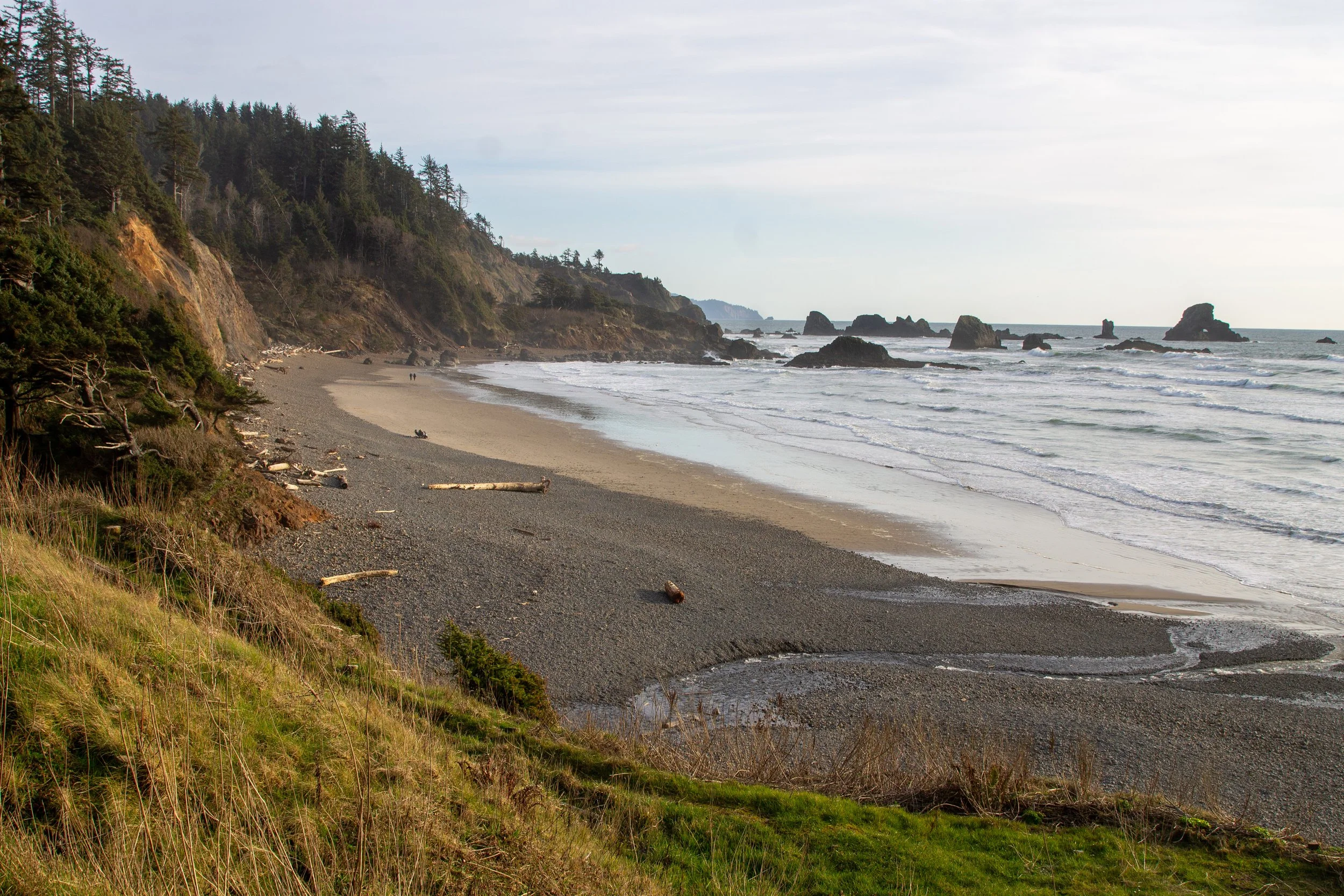 Clatsop Loop Trail — Pines and Vines