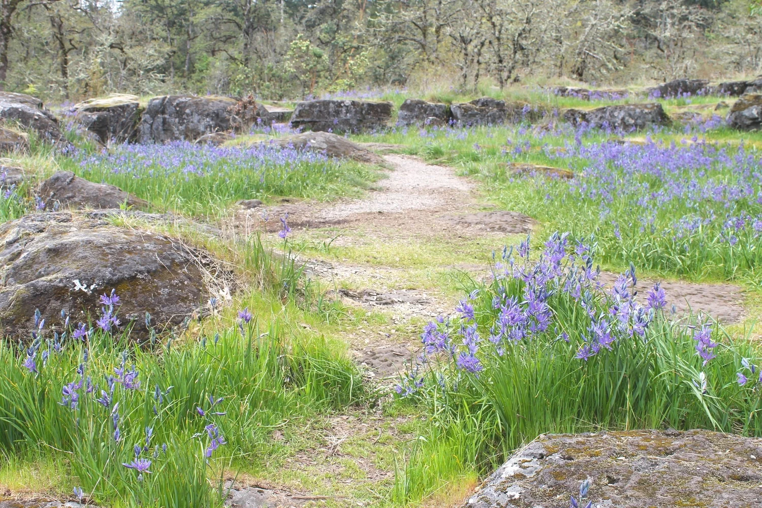 Camassia Natural Area and 2 More Parks to See Camas Blooming Near ...