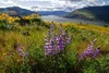 The Glorious Wildflowers of the Mosier Plateau — Pines and Vines