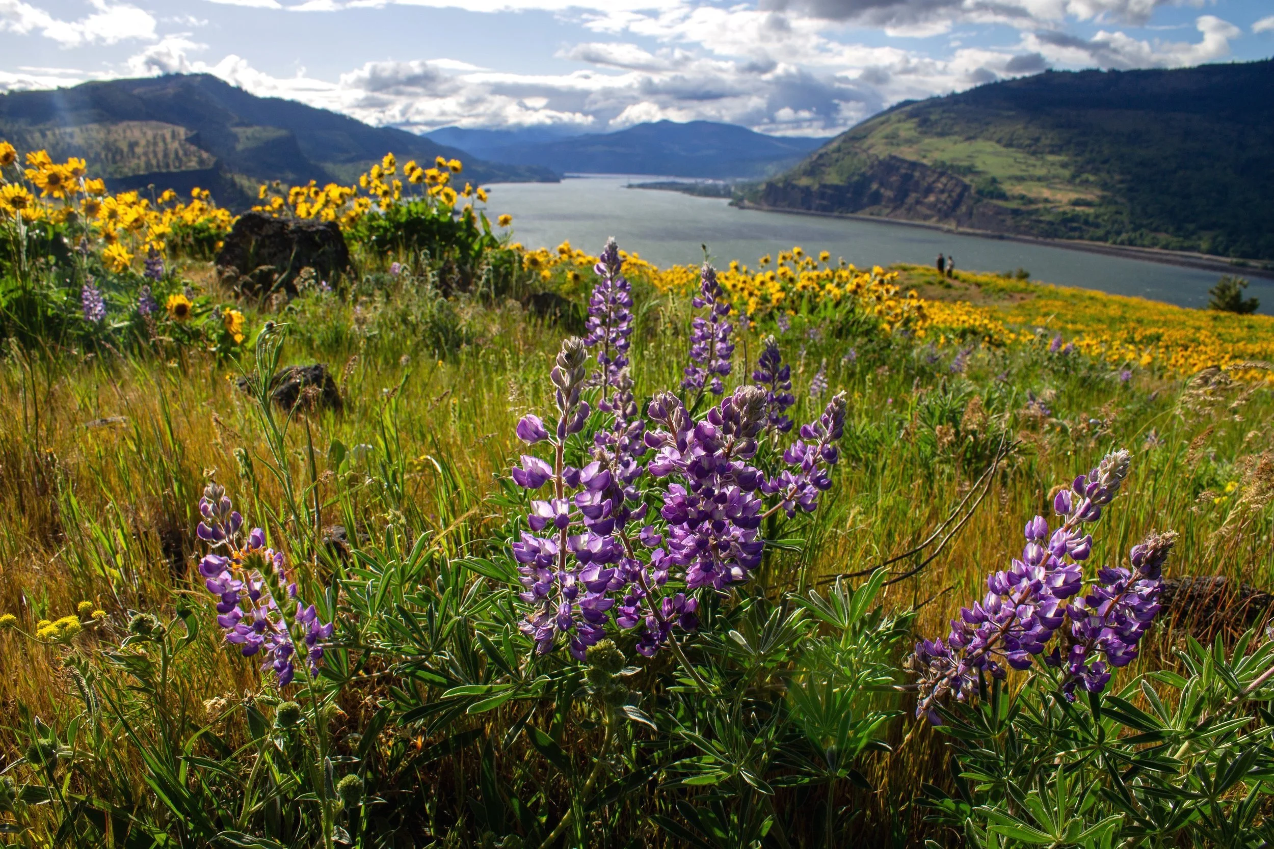 The Glorious Wildflowers of the Mosier Plateau — Pines and Vines
