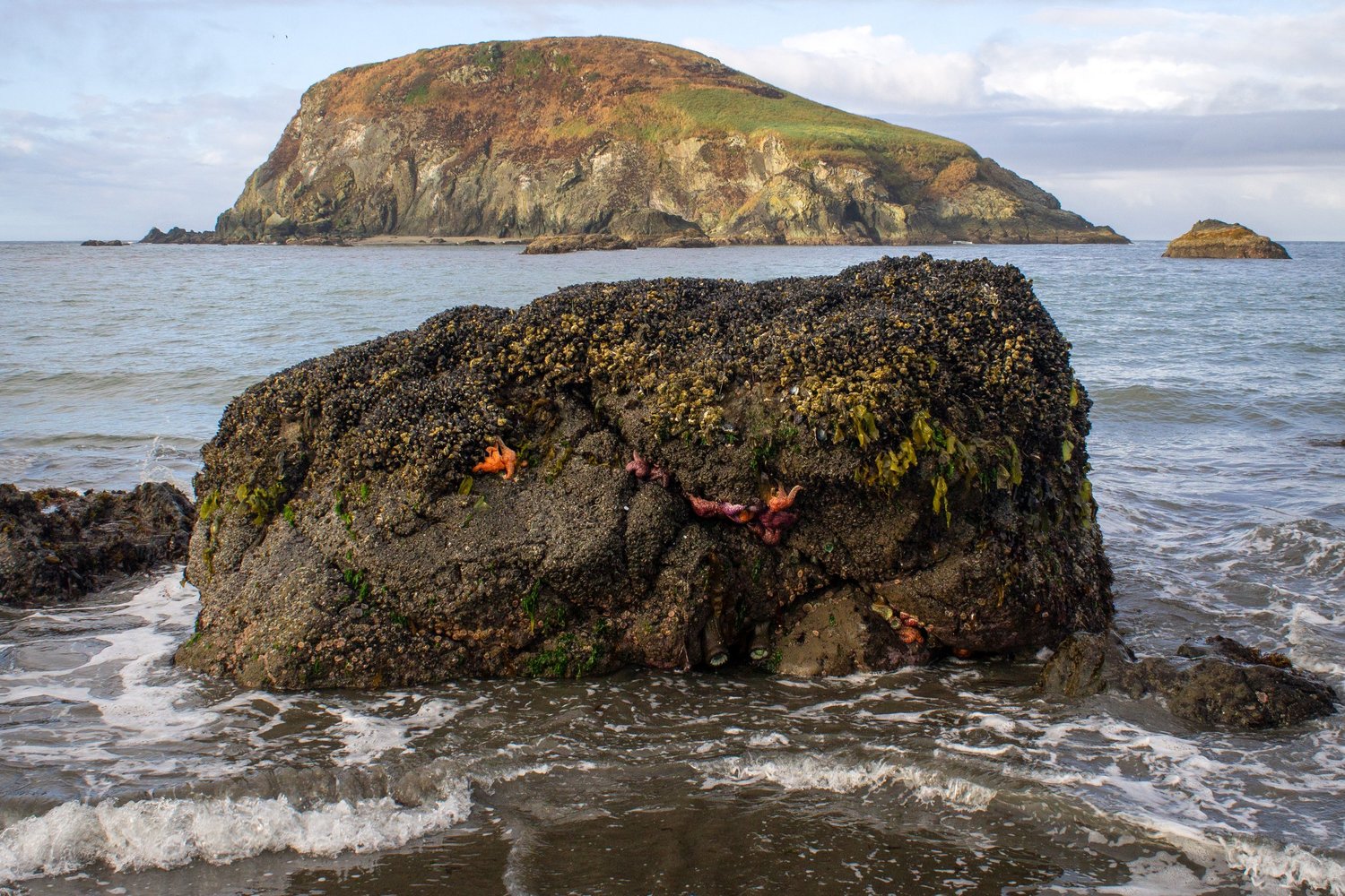 Quick Guide to Harris Beach State Park — Pines and Vines