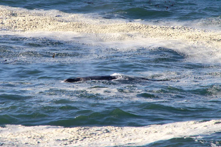 Quick Guide to Whale Watching at the Oregon Coast — Pines and Vines