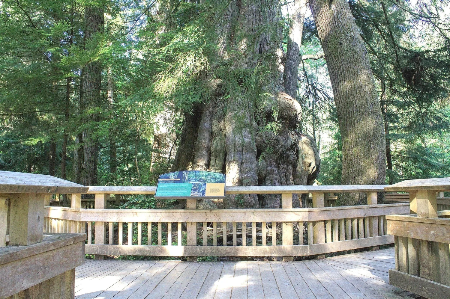 Hiking the Big Tree Trail in Rockaway Beach — Pines and Vines