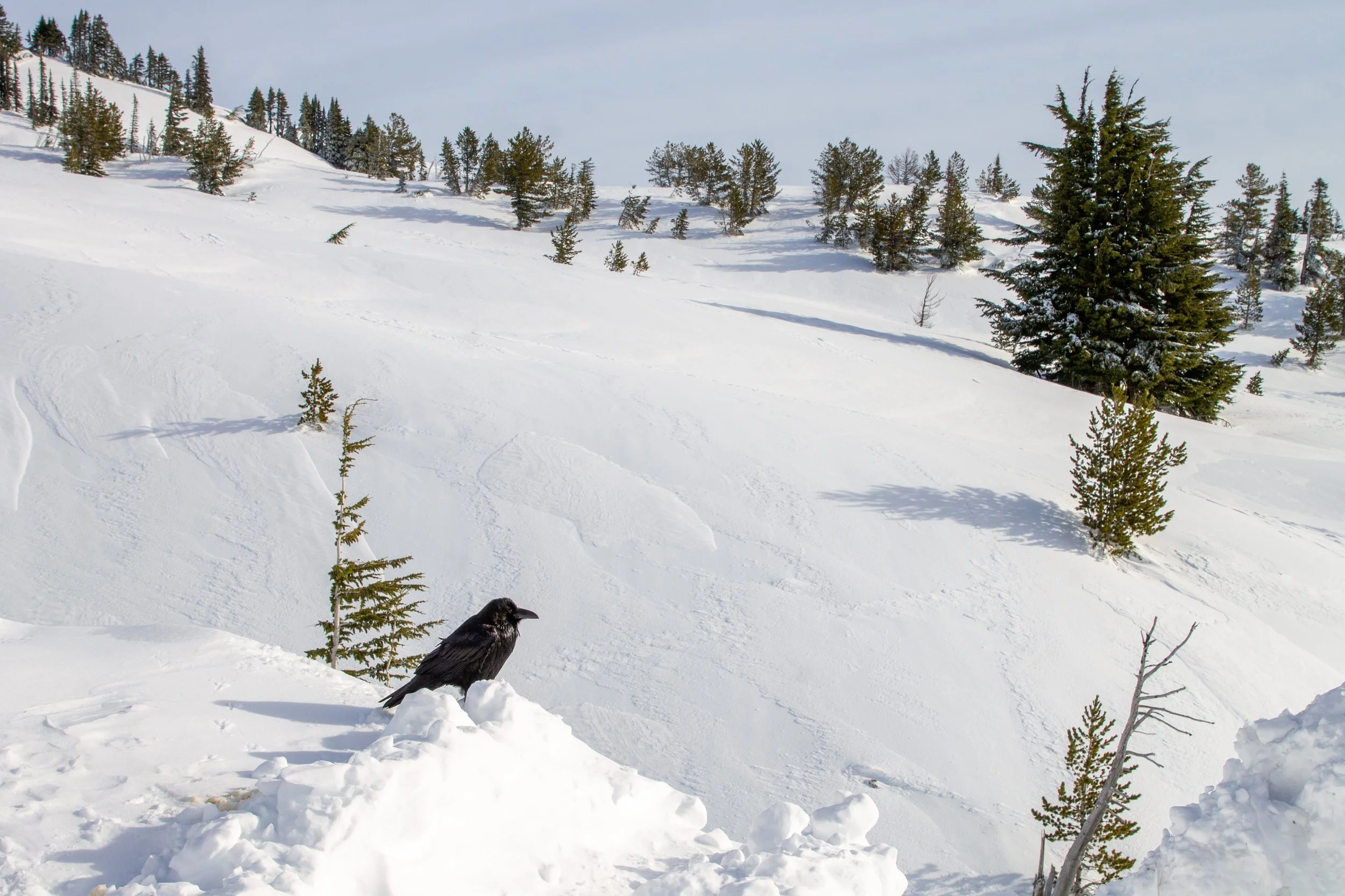 How to Snowshoe at Timberline Lodge — Pines and Vines