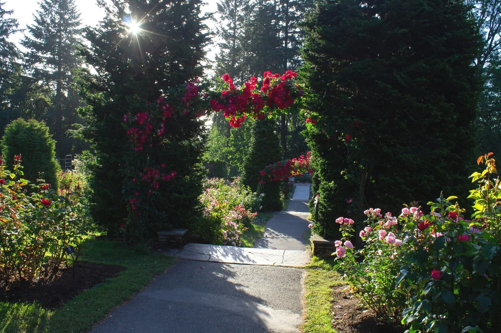 Quick Guide to the Portland Rose Garden — Pines and Vines