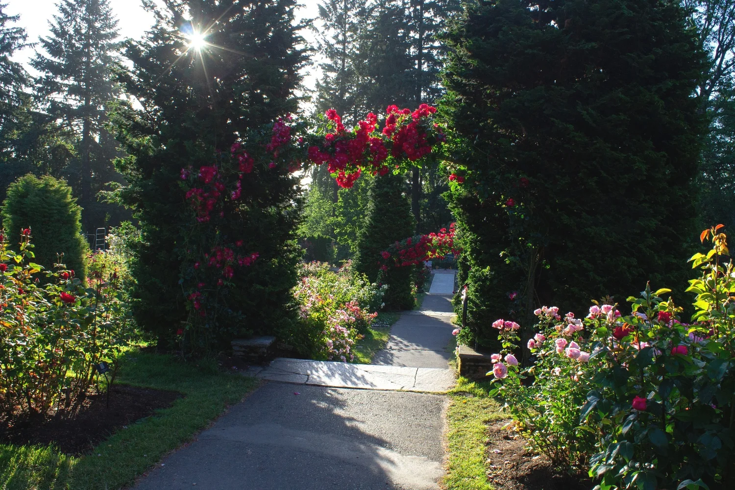 Quick Guide to the Portland Rose Garden — Pines and Vines