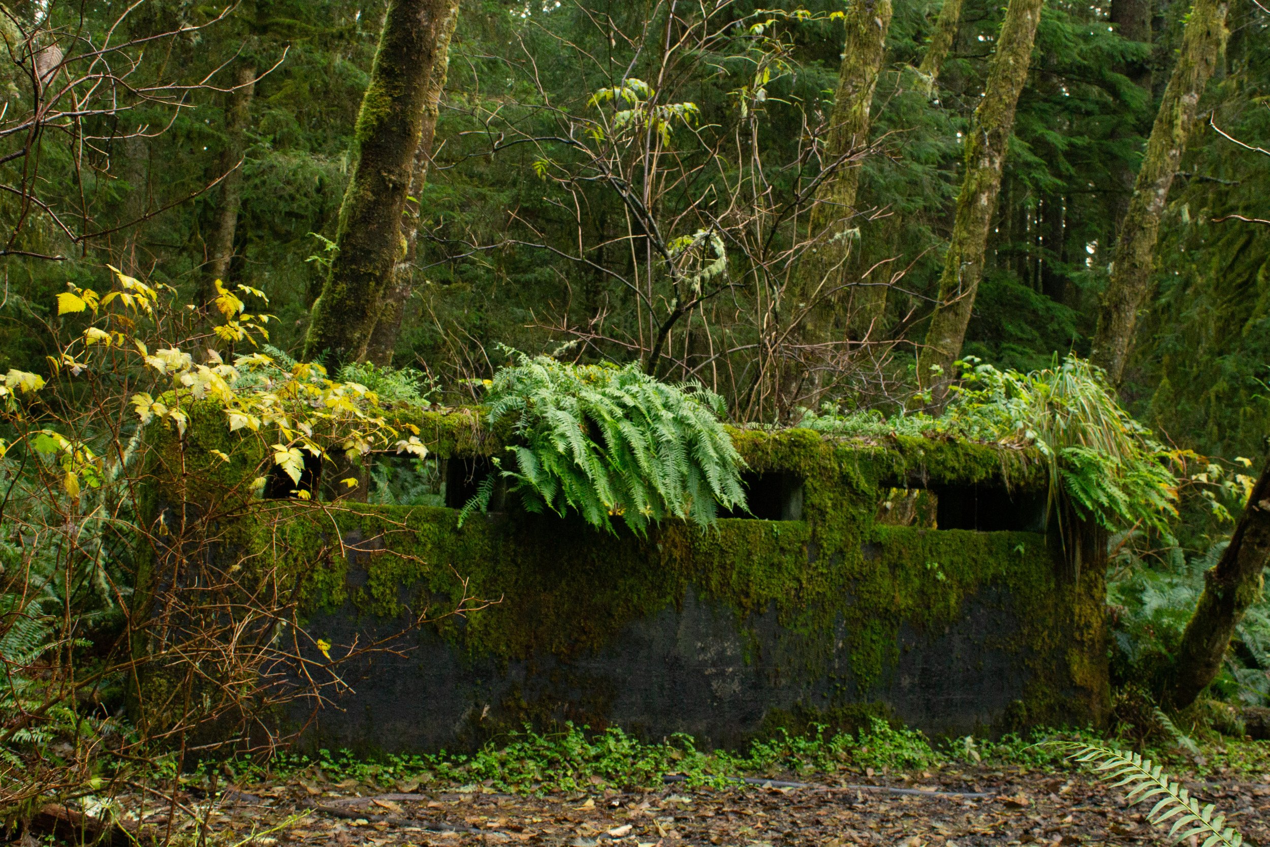 Clatsop Loop Trail — Pines and Vines