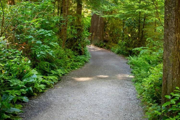 10 Great Short Hikes on the North Oregon Coast — Pines and Vines