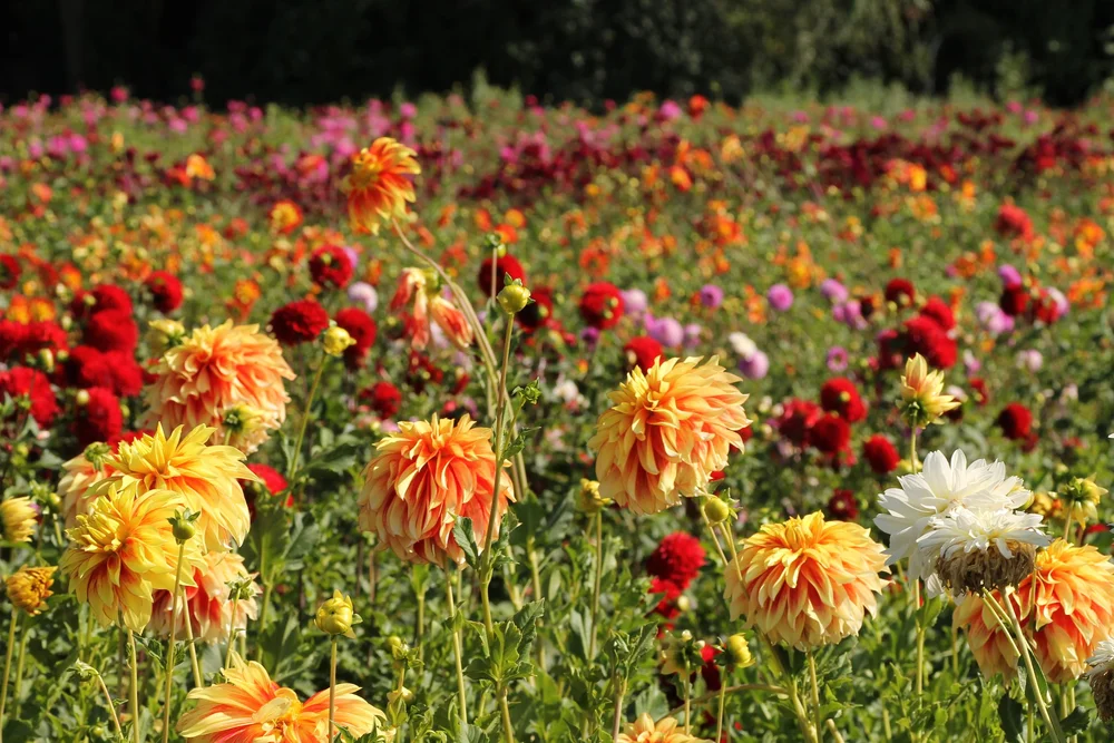 Swan Island Dahlia Festival — Pines and Vines