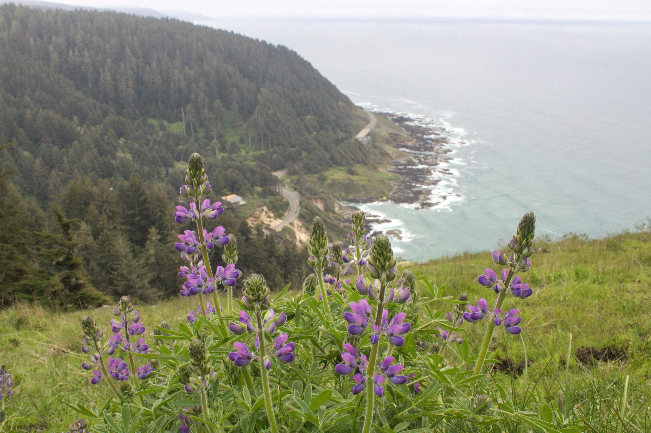 How to Visit Cape Perpetua by the Tide — Pines and Vines