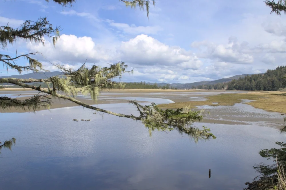 Birds, Trails, and Beaches at Sitka Sedge State Natural Area — Pines ...