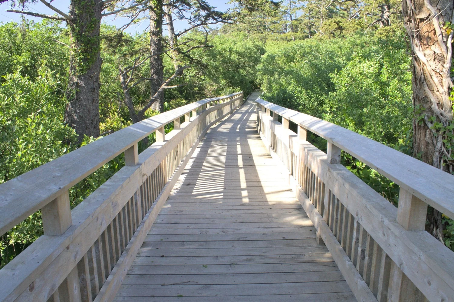 Hiking the Big Tree Trail in Rockaway Beach — Pines and Vines