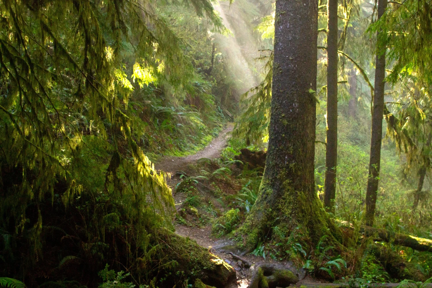 Quick Guide to Oswald West State Park — Pines and Vines