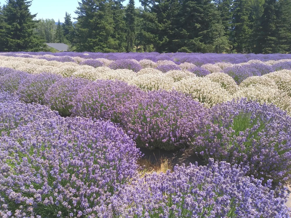 Best 11 Things to Do in the Hood River Fruit Loop — Pines and Vines ...