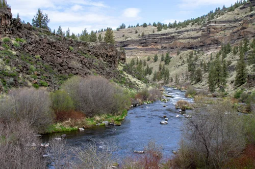 Steelhead Falls Hike — Pines and Vines