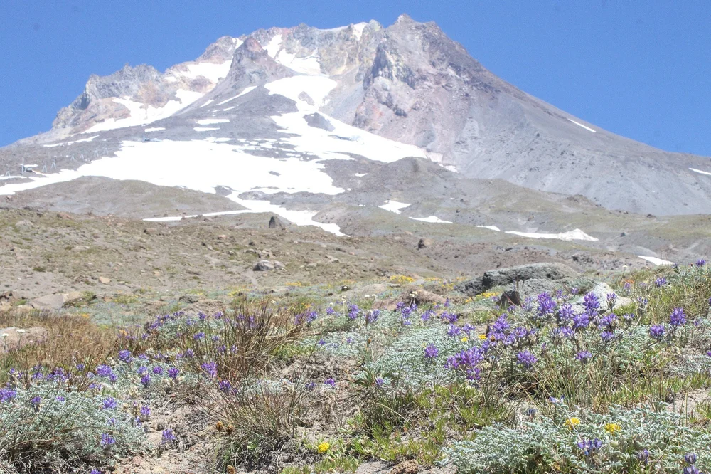How to Hike to Silcox Hut on Mt Hood — Pines and Vines