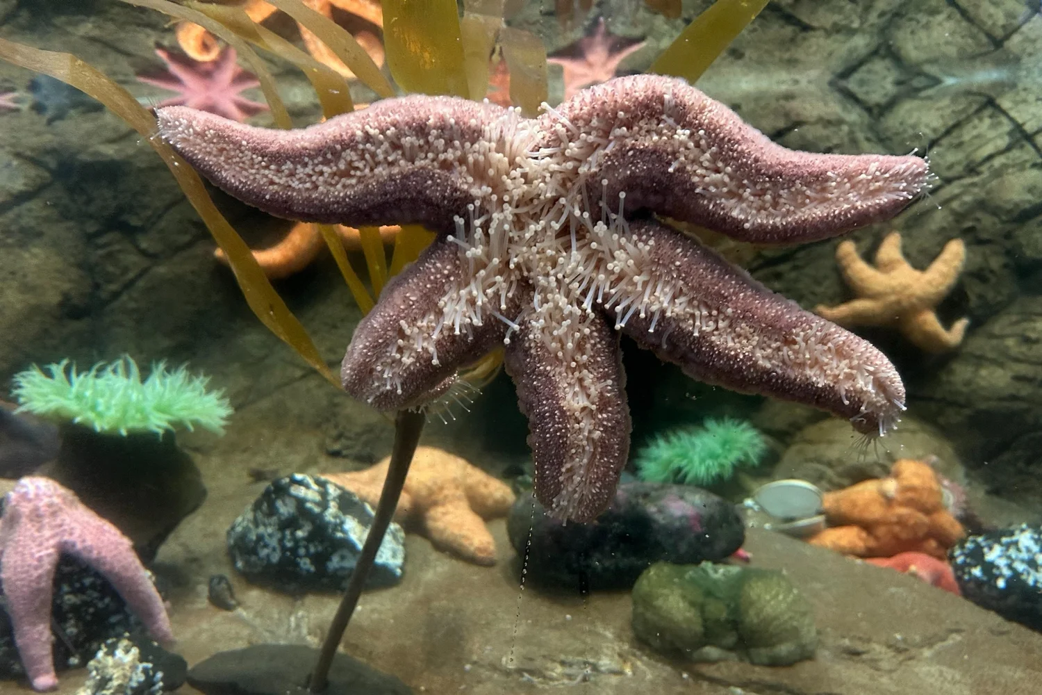 Quick Guide to the Oregon Coast Aquarium in Newport — Pines and Vines