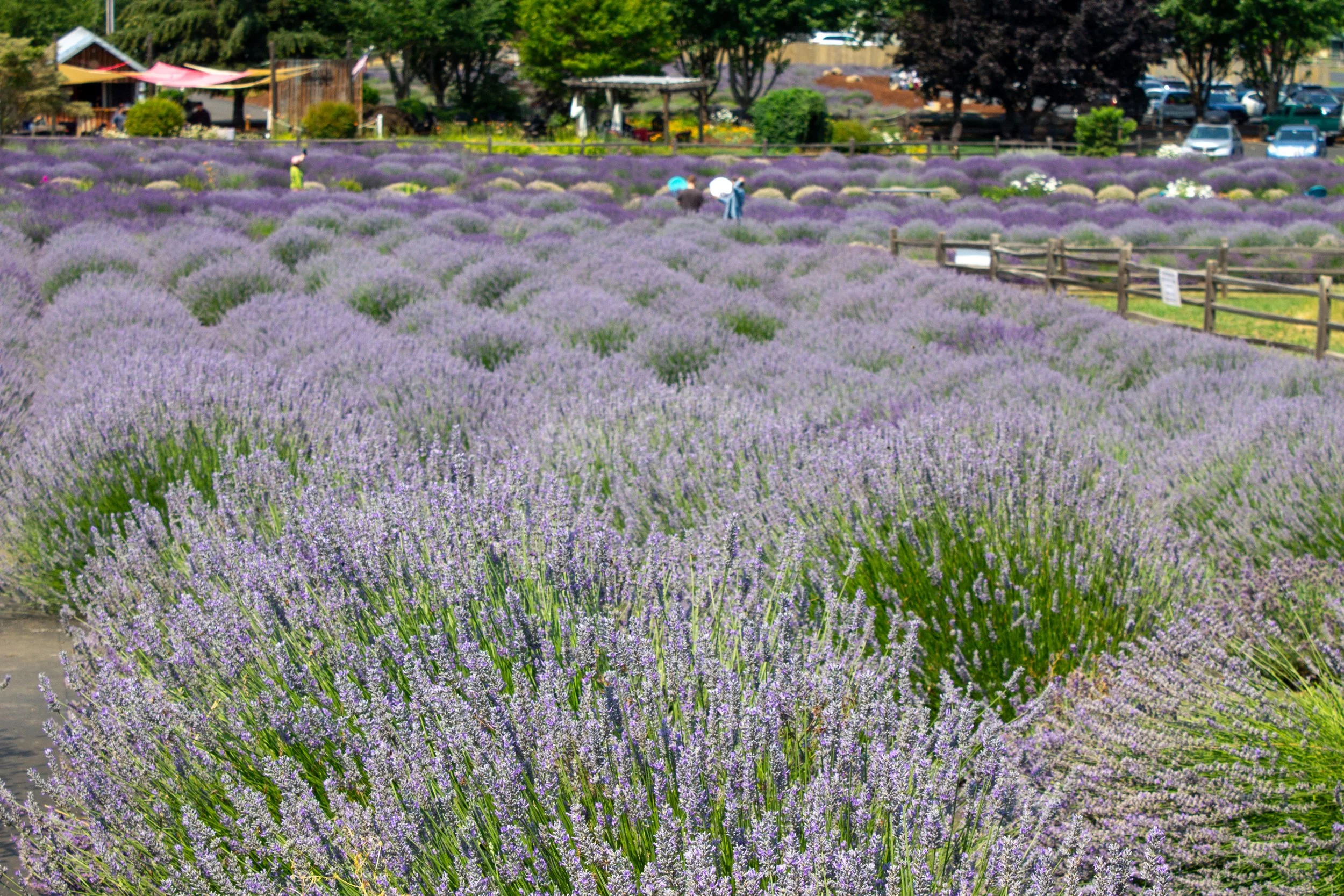 7 Stunning Lavender Farms near Portland — Pines and Vines