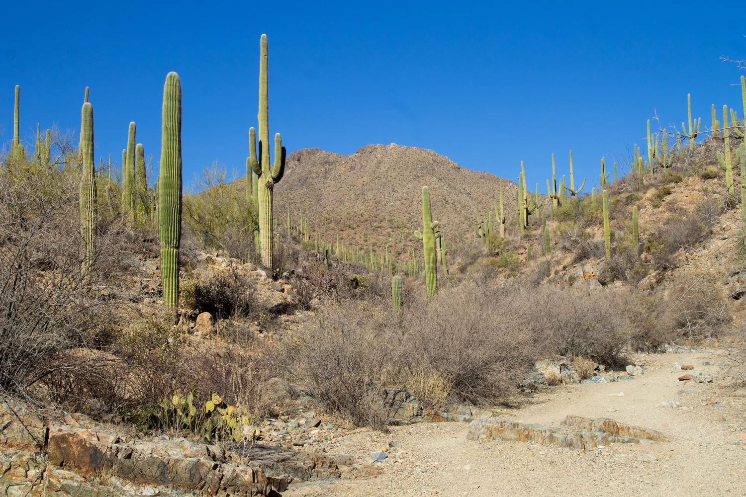 10 Fun Things to Do in Saguaro National Park — Pines and Vines