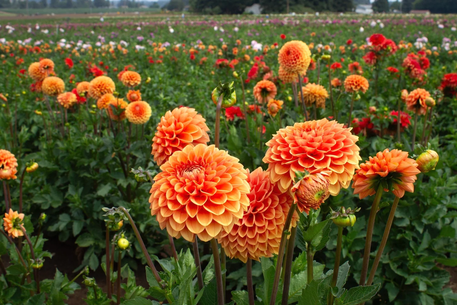 Swan Island Dahlia Festival — Pines and Vines