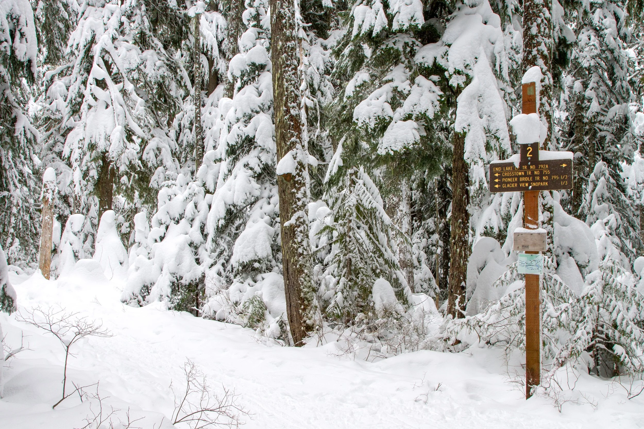 Government Camp to Enid Lake Snowshoe Trail — Pines and Vines