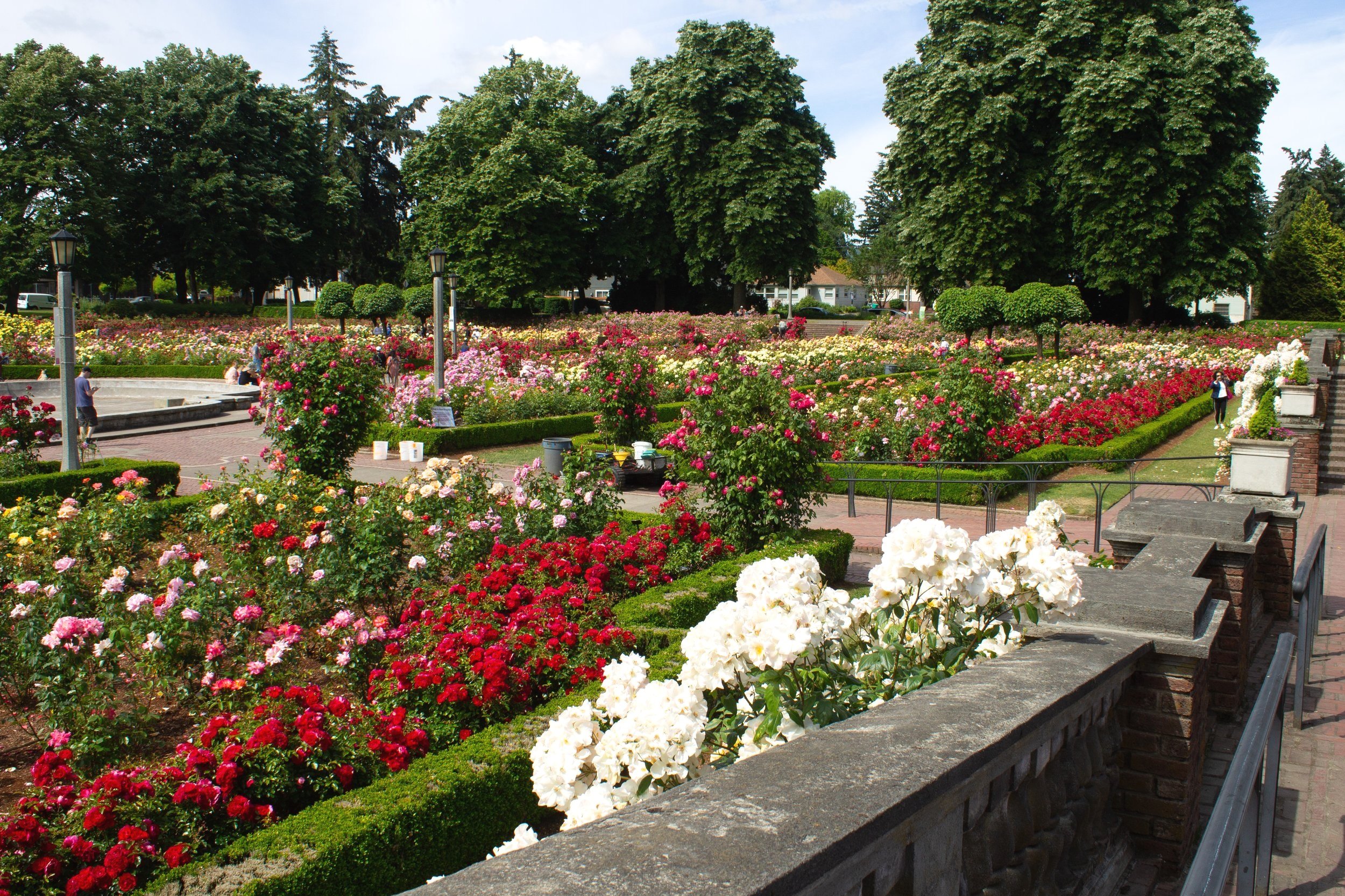 Quick Guide to the Portland Rose Garden — Pines and Vines