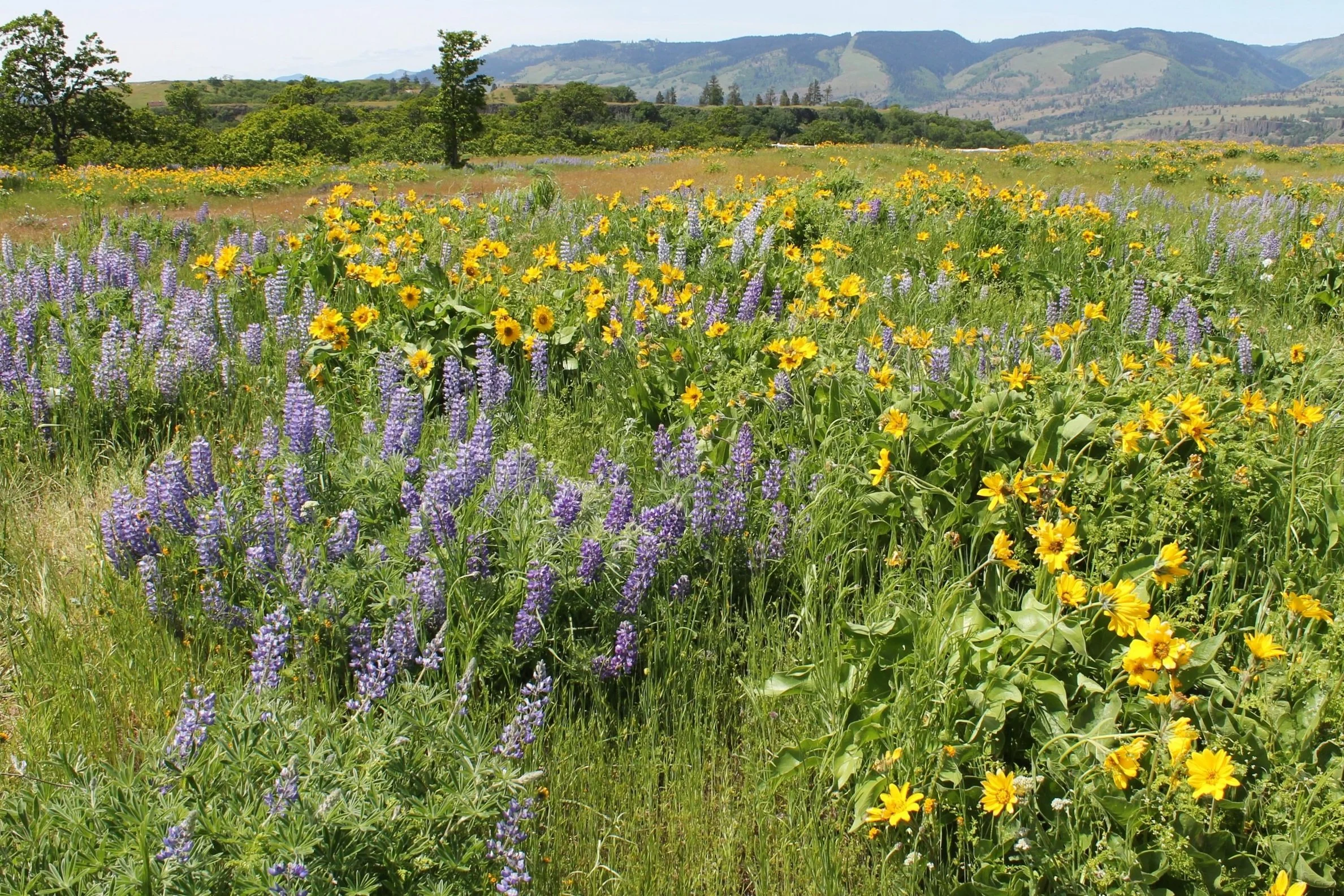 Tom McCall Point Wildflower Hike — Pines and Vines