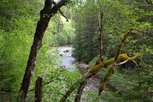 The Lewis River’s Magnificent Waterfalls — Pines and Vines