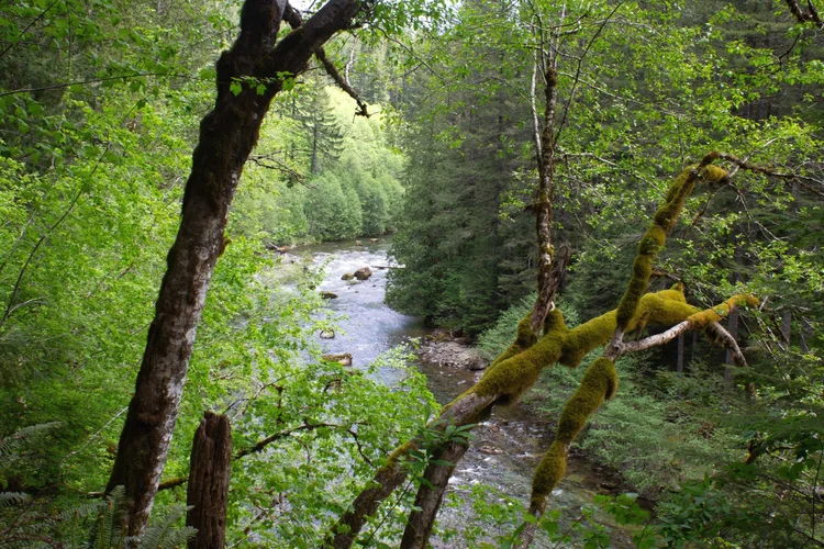 The Lewis River’s Magnificent Waterfalls — Pines and Vines
