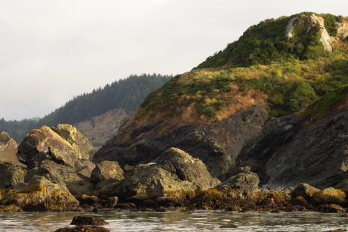 Quick Guide to Harris Beach State Park — Pines and Vines