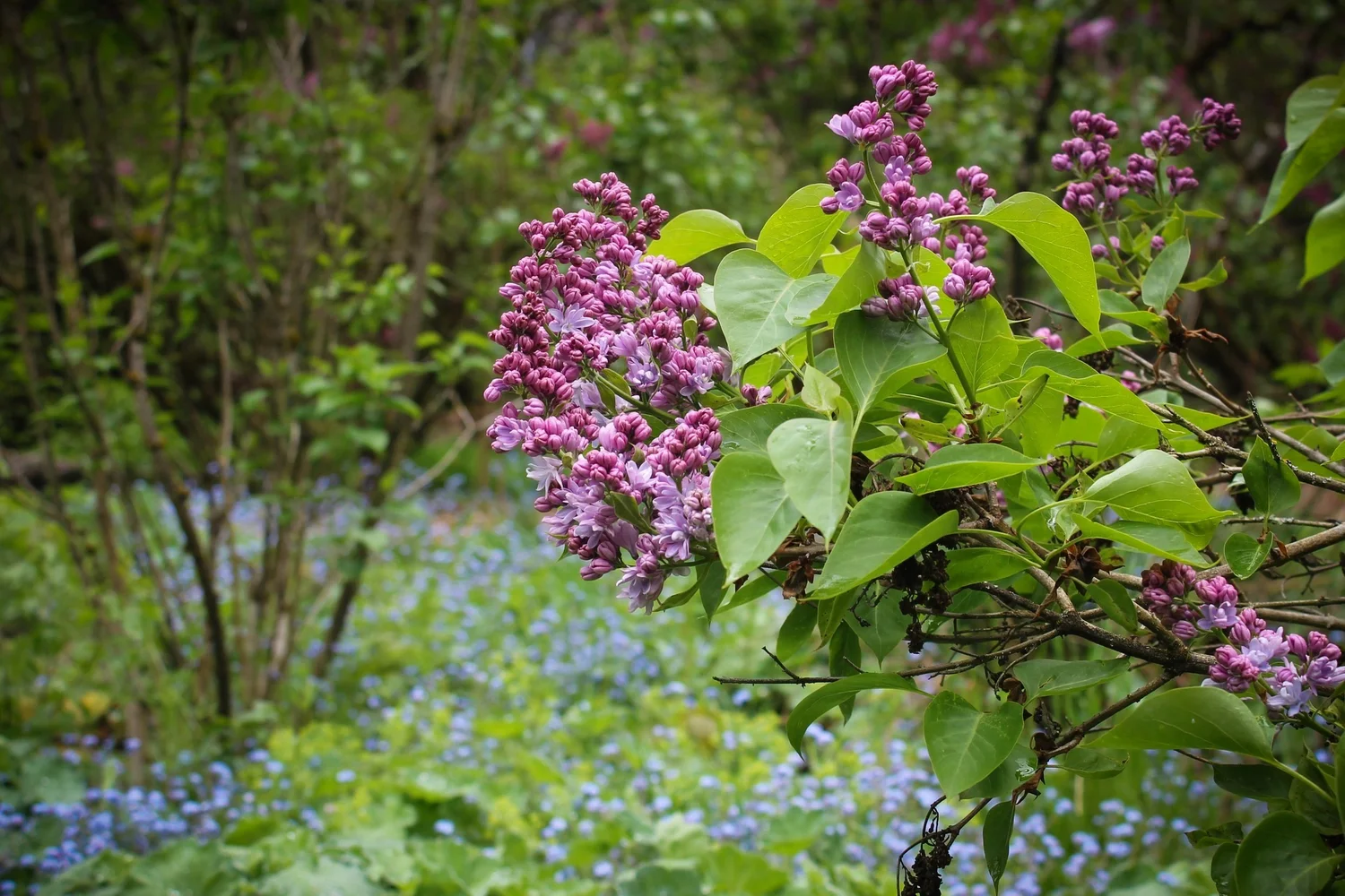 Portland’s 10 Most Beautiful Gardens — Pines and Vines