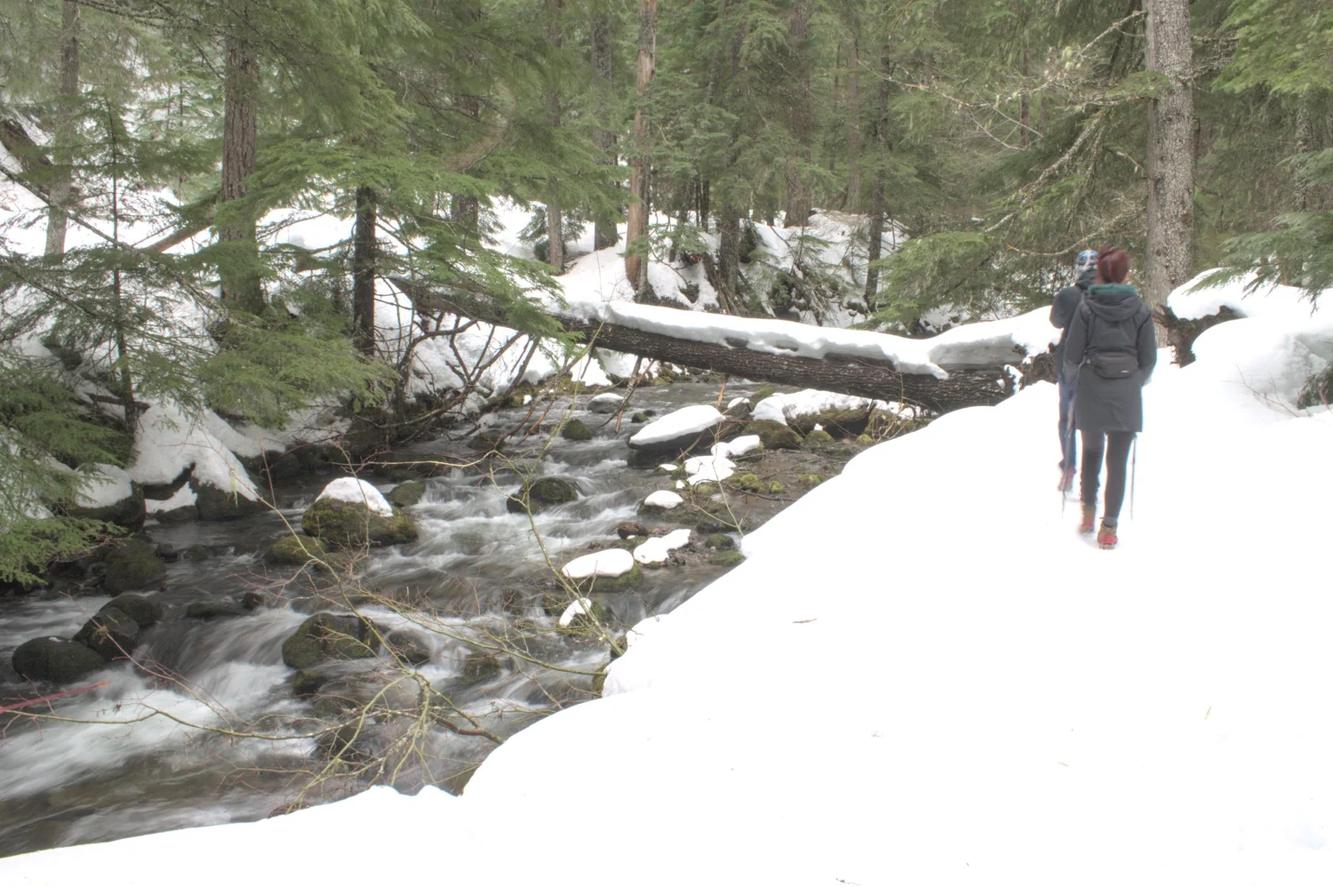 How to Hike or Snowshoe to Tamanawas Falls in Winter — Pines and Vines