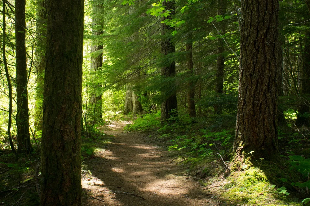 The Lewis River’s Magnificent Waterfalls — Pines and Vines