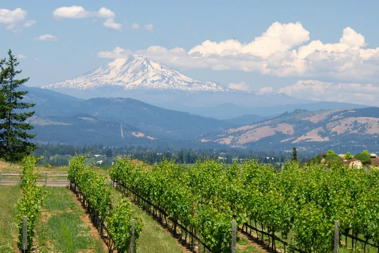 15 Fun Things to Do in Hood River, Oregon — Pines and Vines