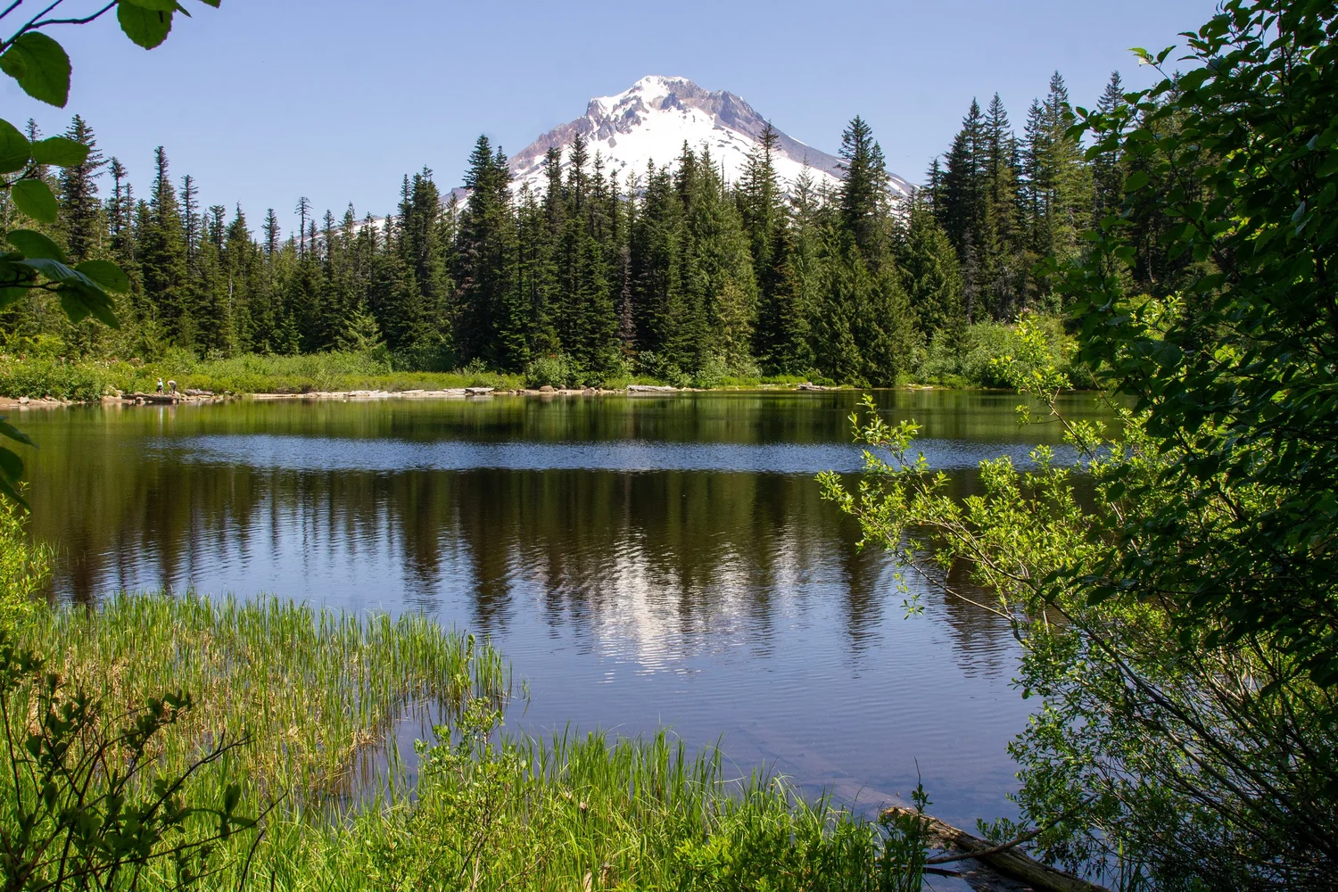 Mirror Lake Trail — Pines and Vines