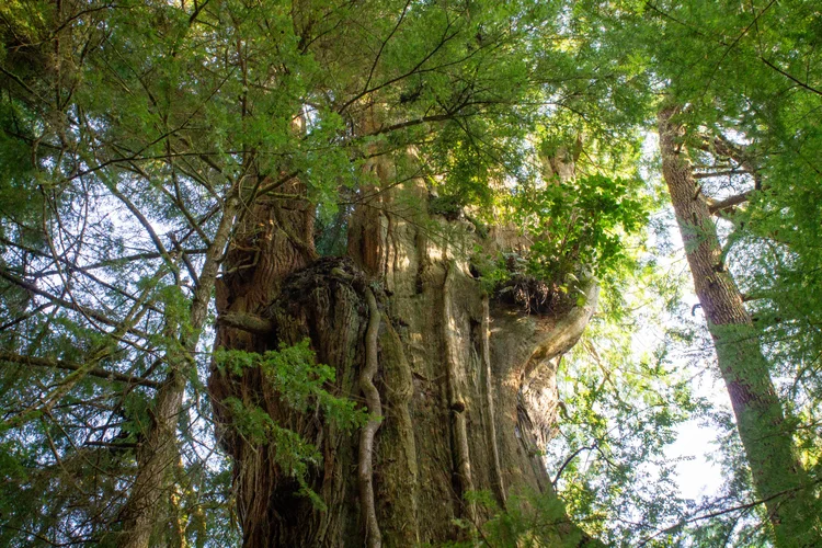 Hiking the Big Tree Trail in Rockaway Beach — Pines and Vines
