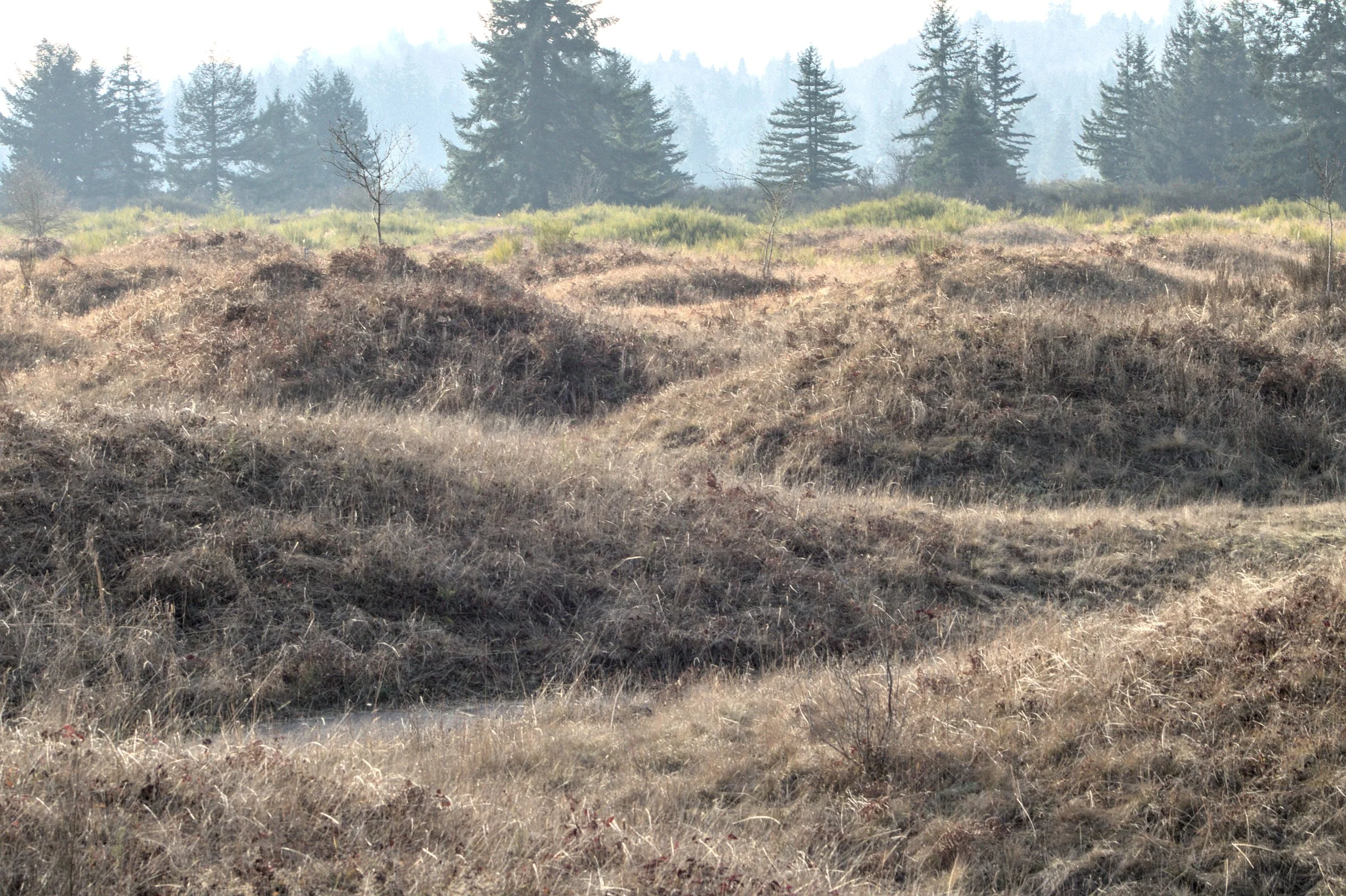 Washington’s Mysterious Mima Mounds — Pines and Vines — Pines and Vines